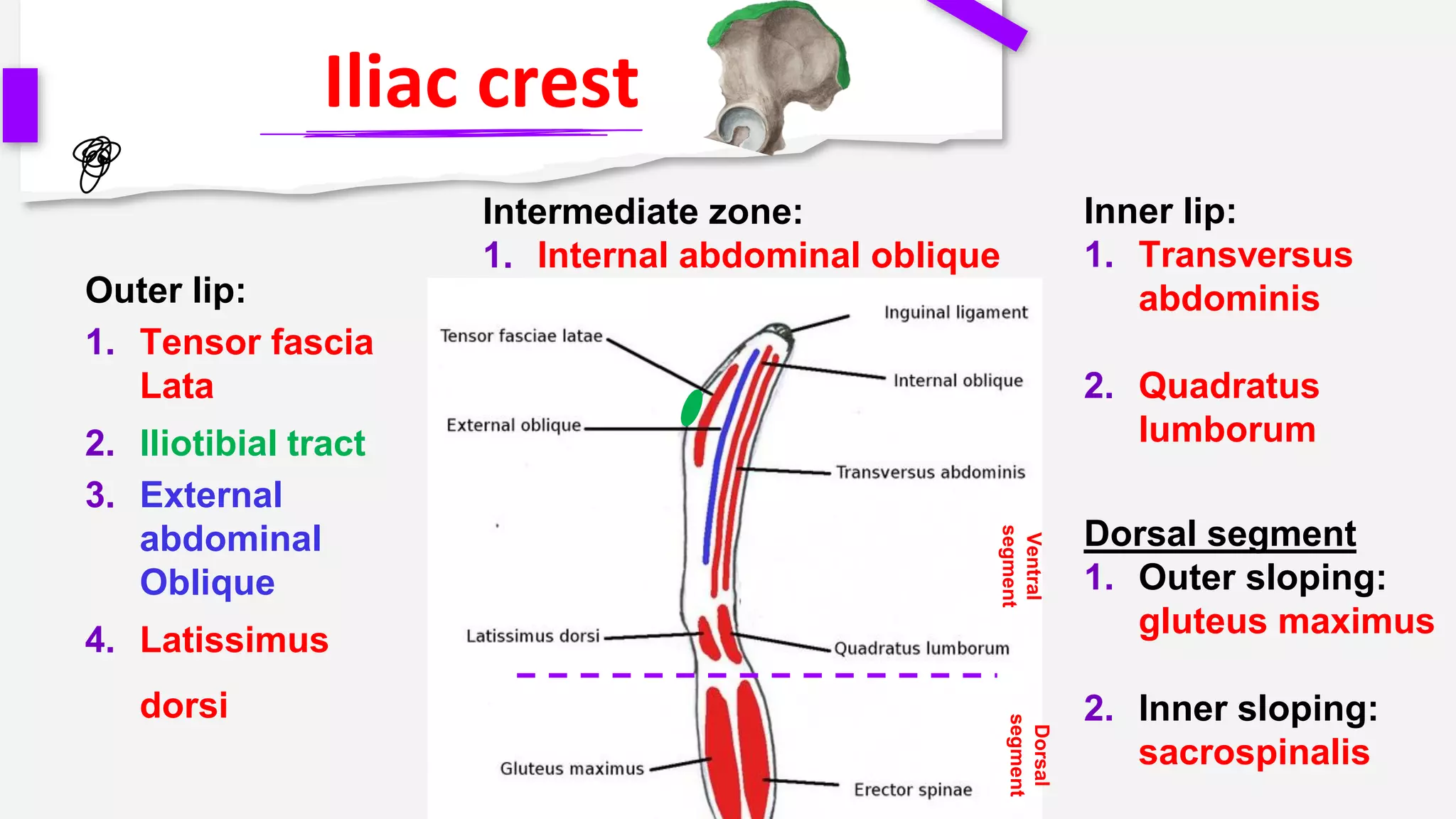 Anatomy Lesson_ LL1-2202-23.pdf
