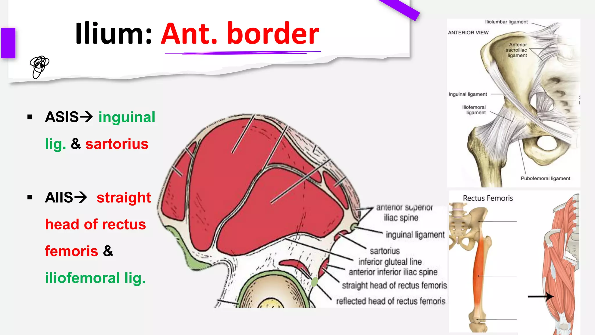 Anatomy Lesson_ LL1-2202-23.pdf