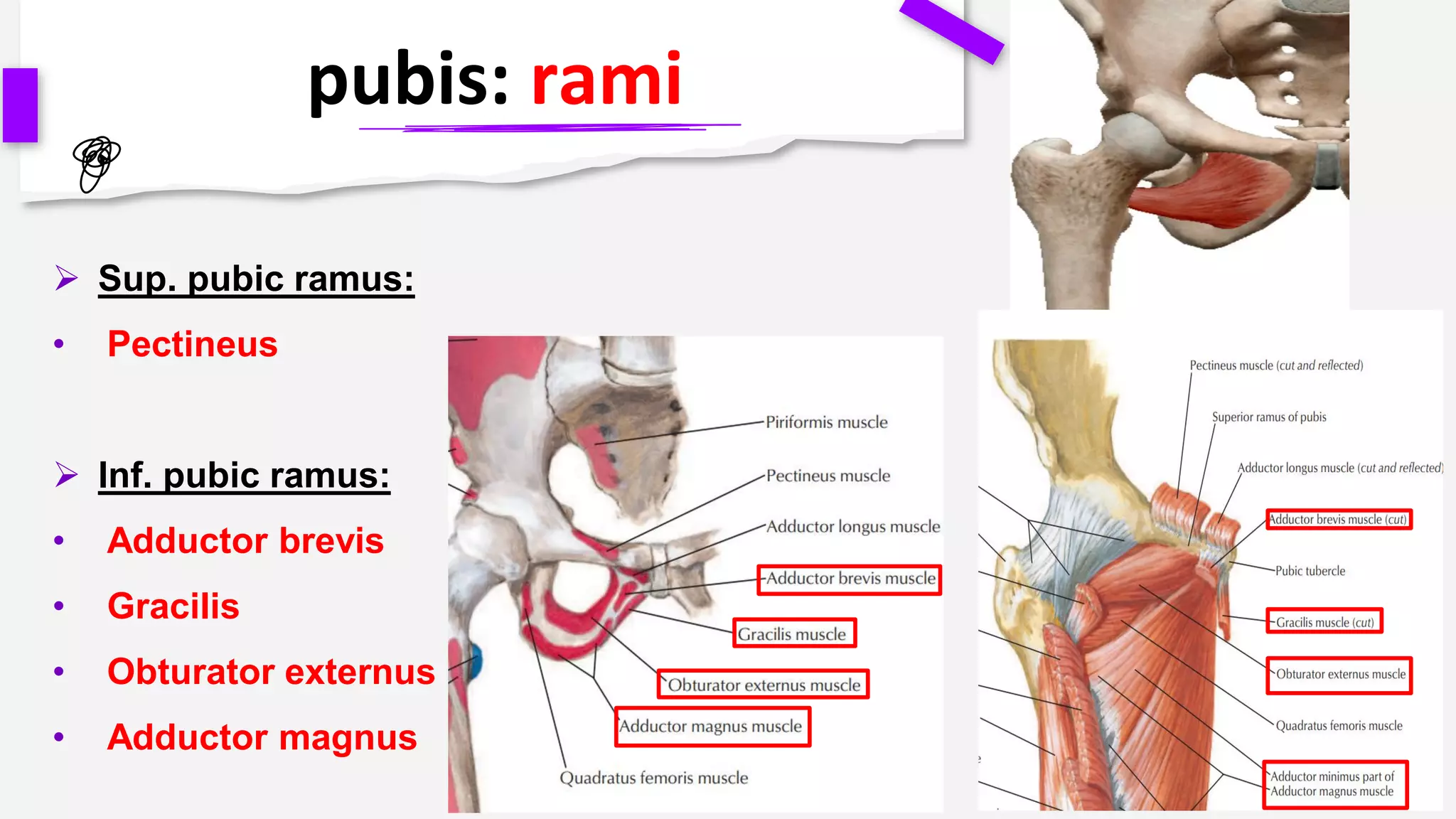 Anatomy Lesson_ LL1-2202-23.pdf