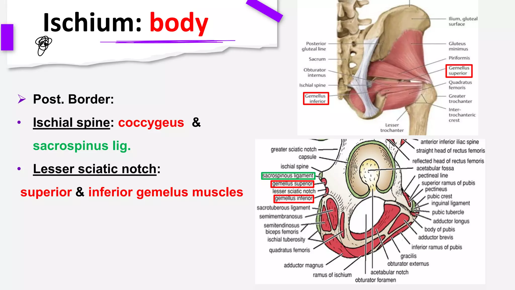 Anatomy Lesson_ LL1-2202-23.pdf