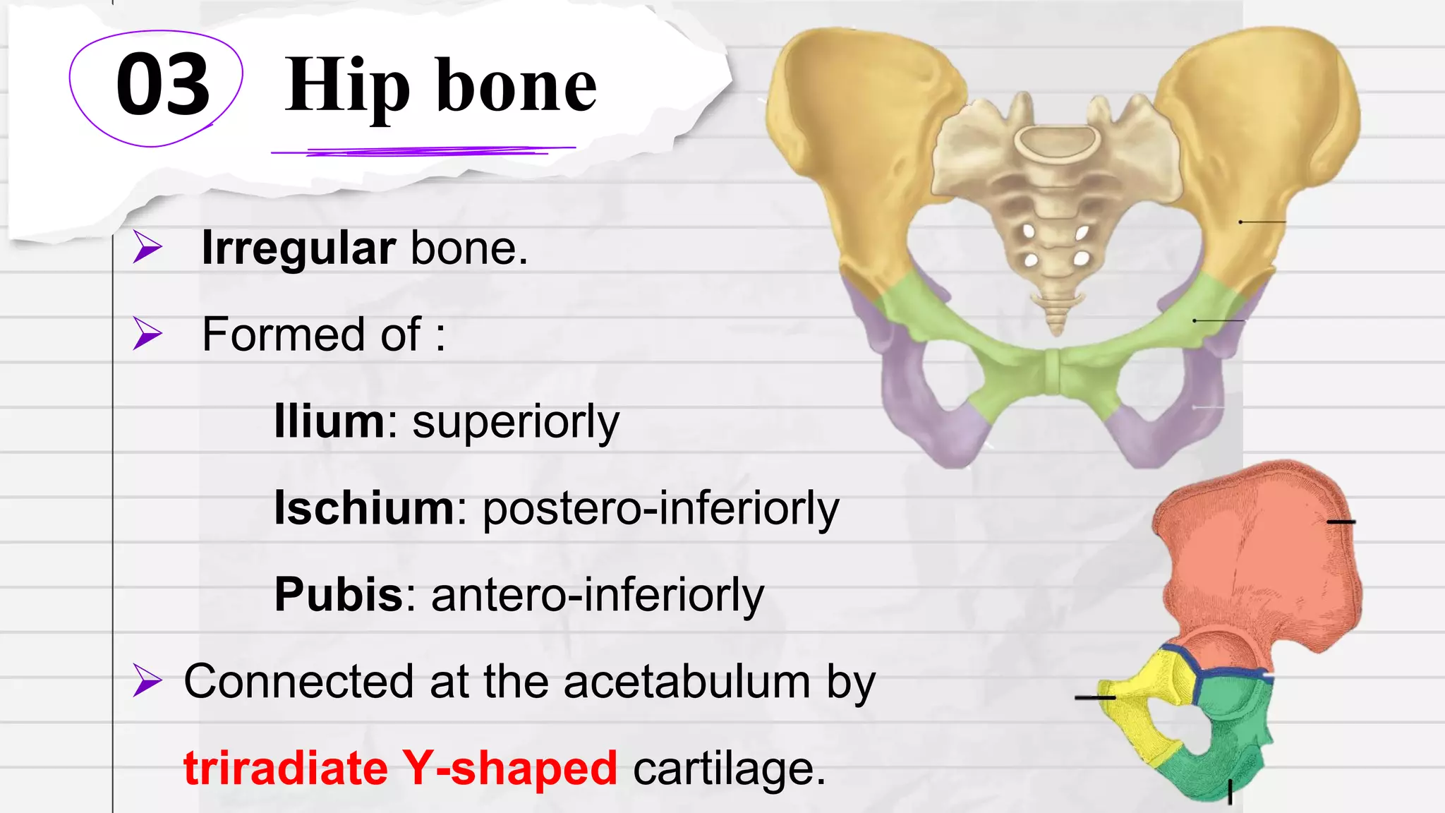 Anatomy Lesson_ LL1-2202-23.pdf