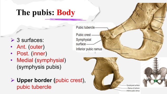 Anatomy Lesson_ LL1-2202-23.pdf