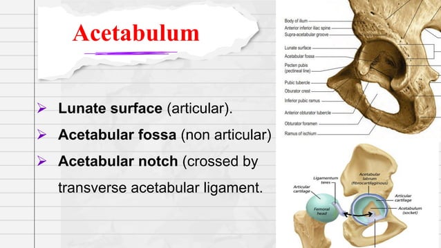 Anatomy Lesson_ LL1-2202-23.pdf