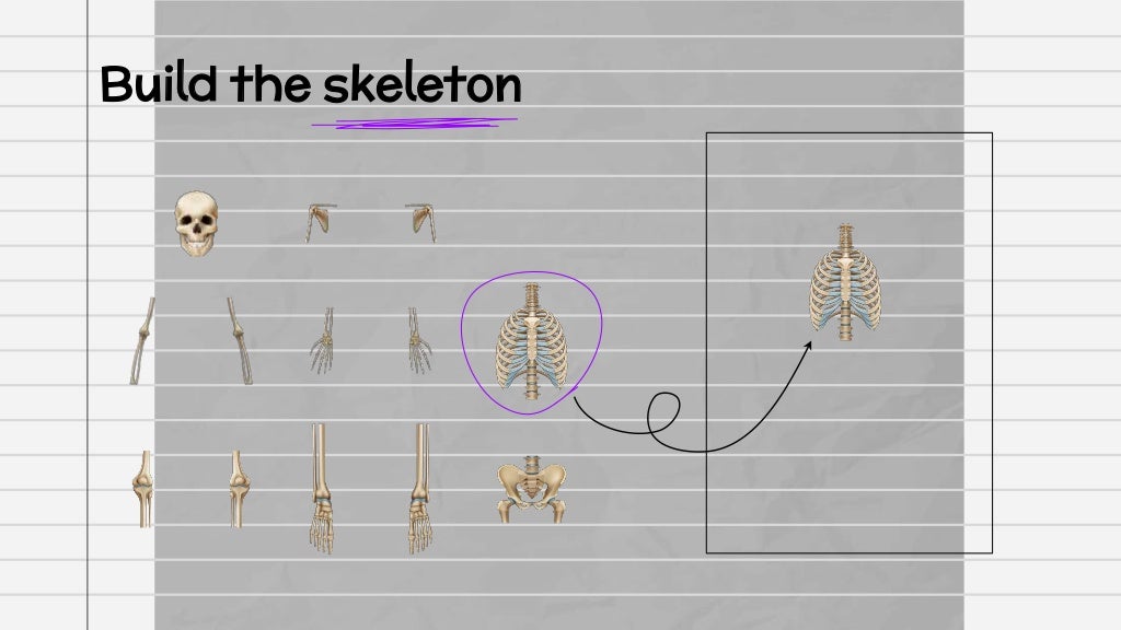 Anatomy Lesson_ Realistic Skeleton for Education by Slidesgo.pptx