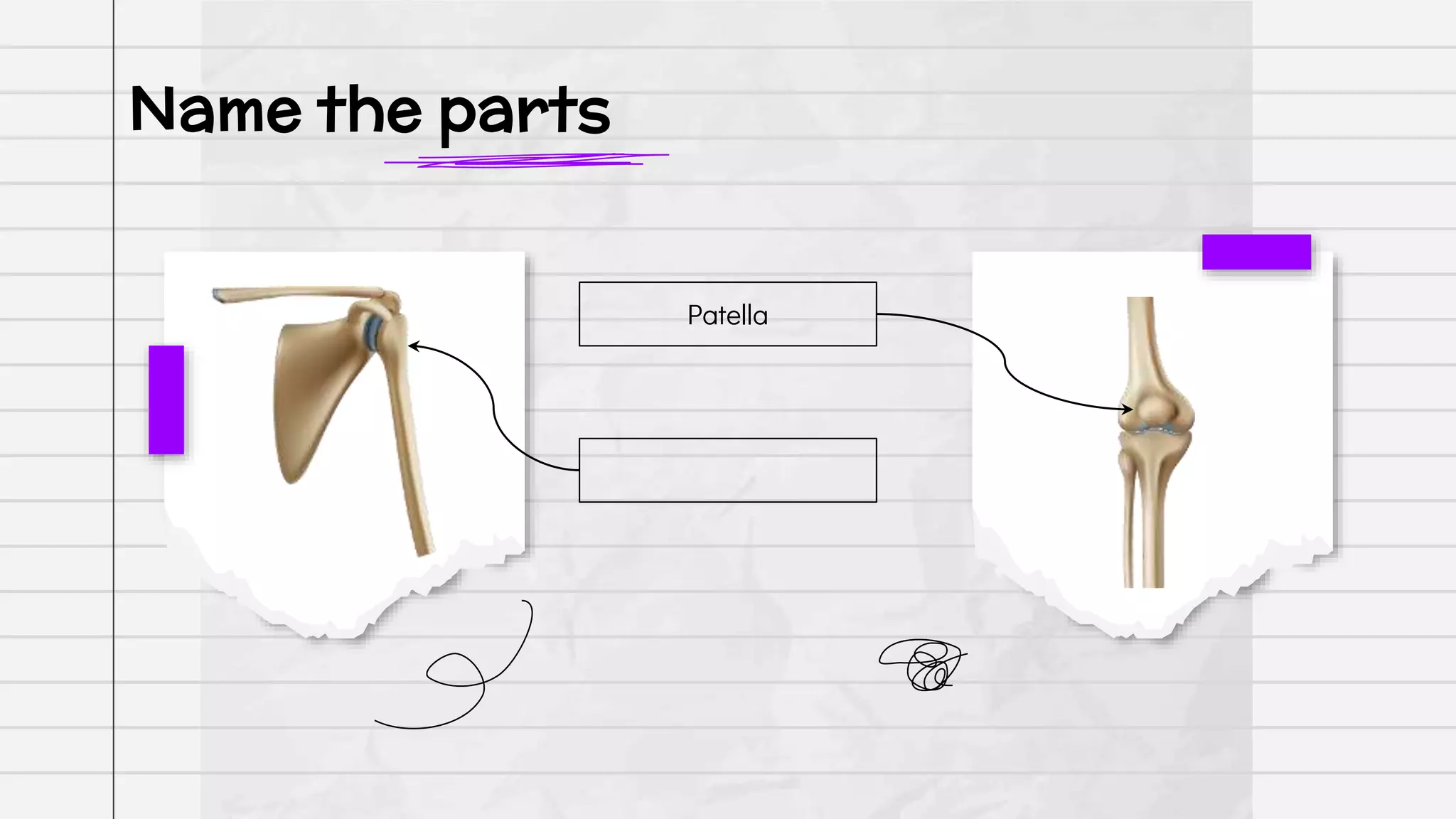 Esqueleto Humano | PPTX