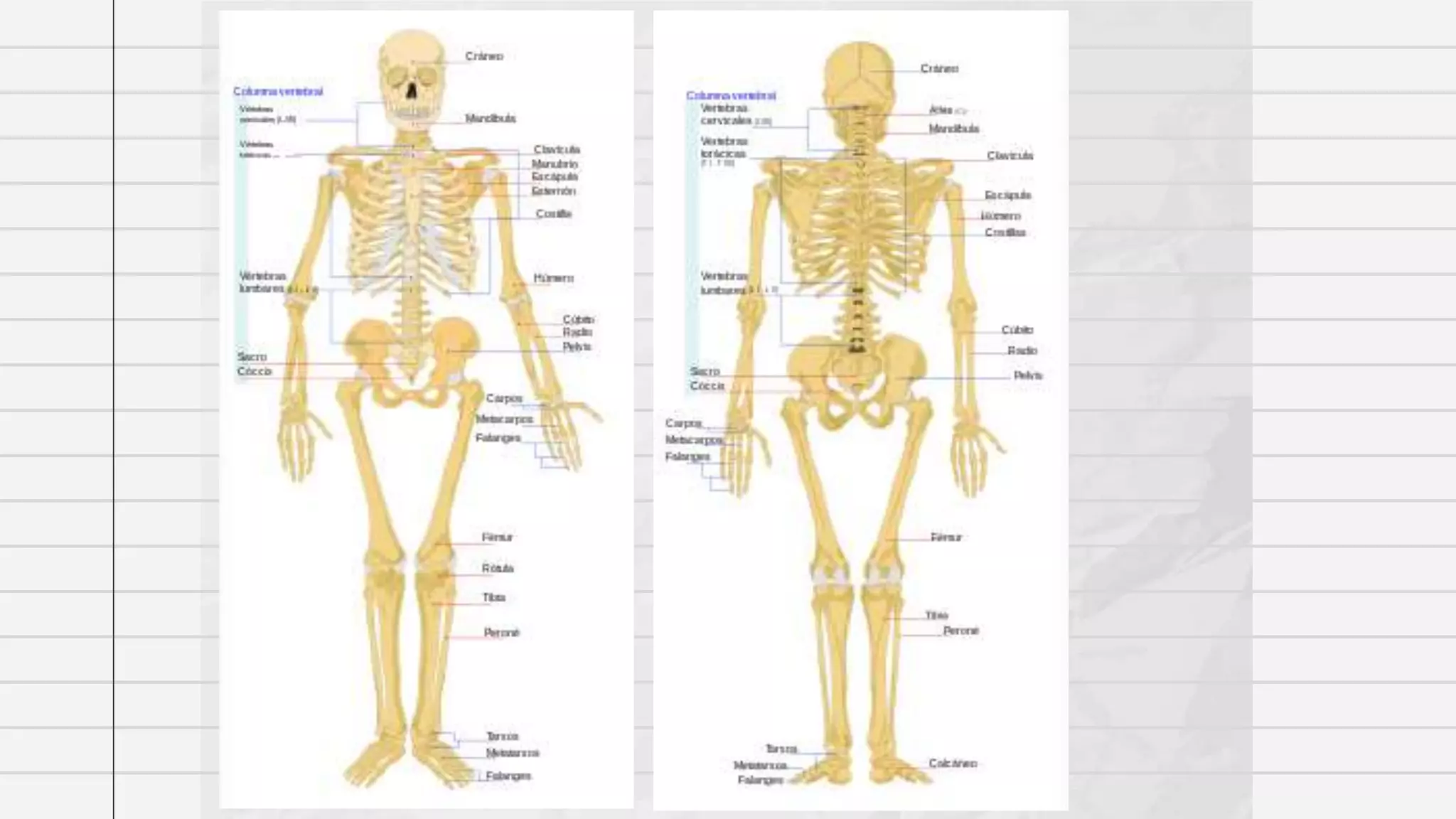 Esqueleto Humano | PPTX