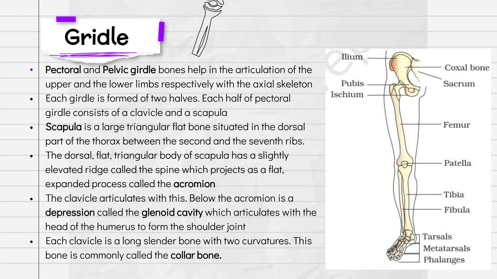 Anatomy Lesson_ Realistic Skeleton for Education by Slidesgo (2).pptx