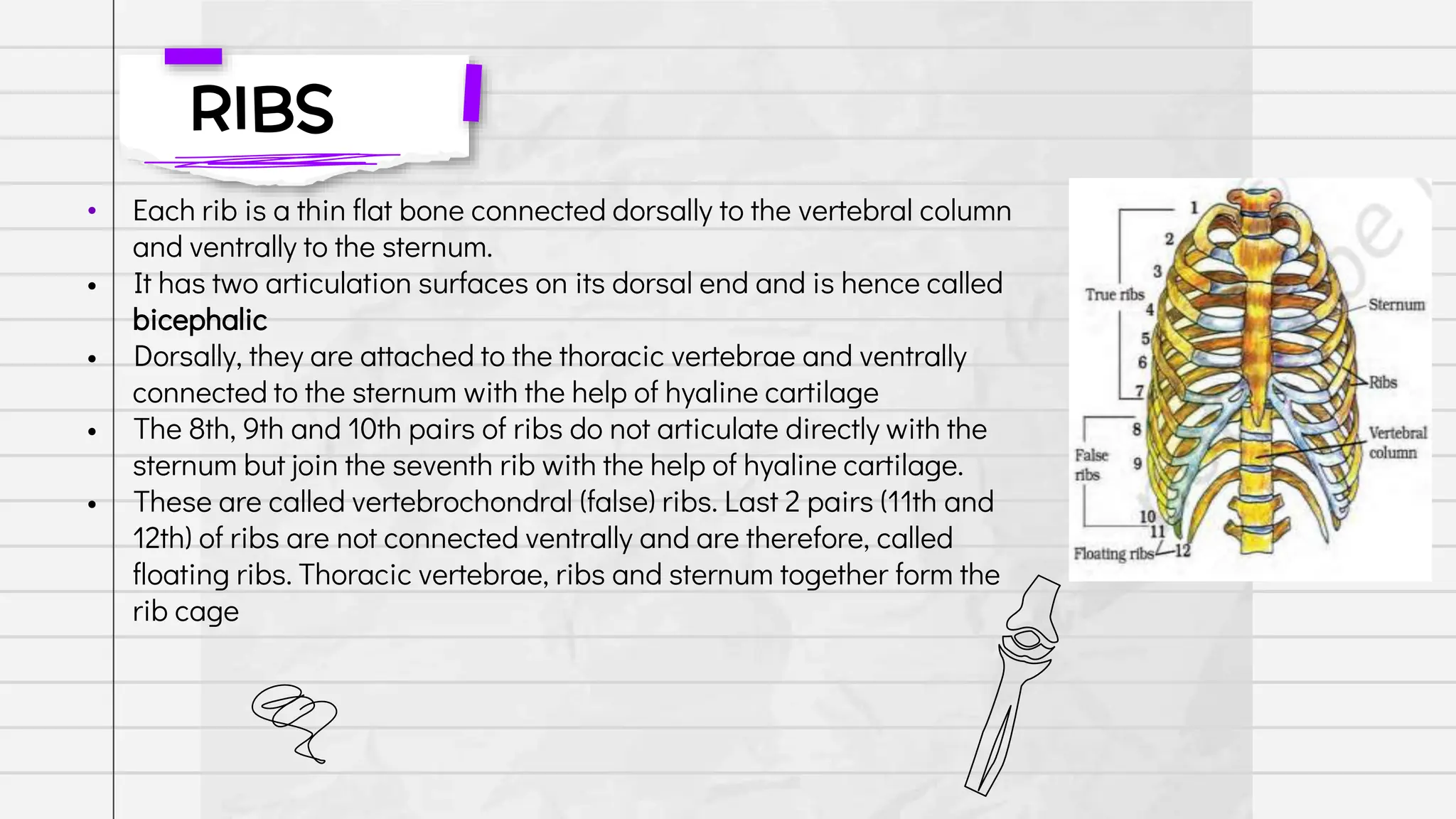 Anatomy Lesson_ Realistic Skeleton for Education by Slidesgo (2).pptx