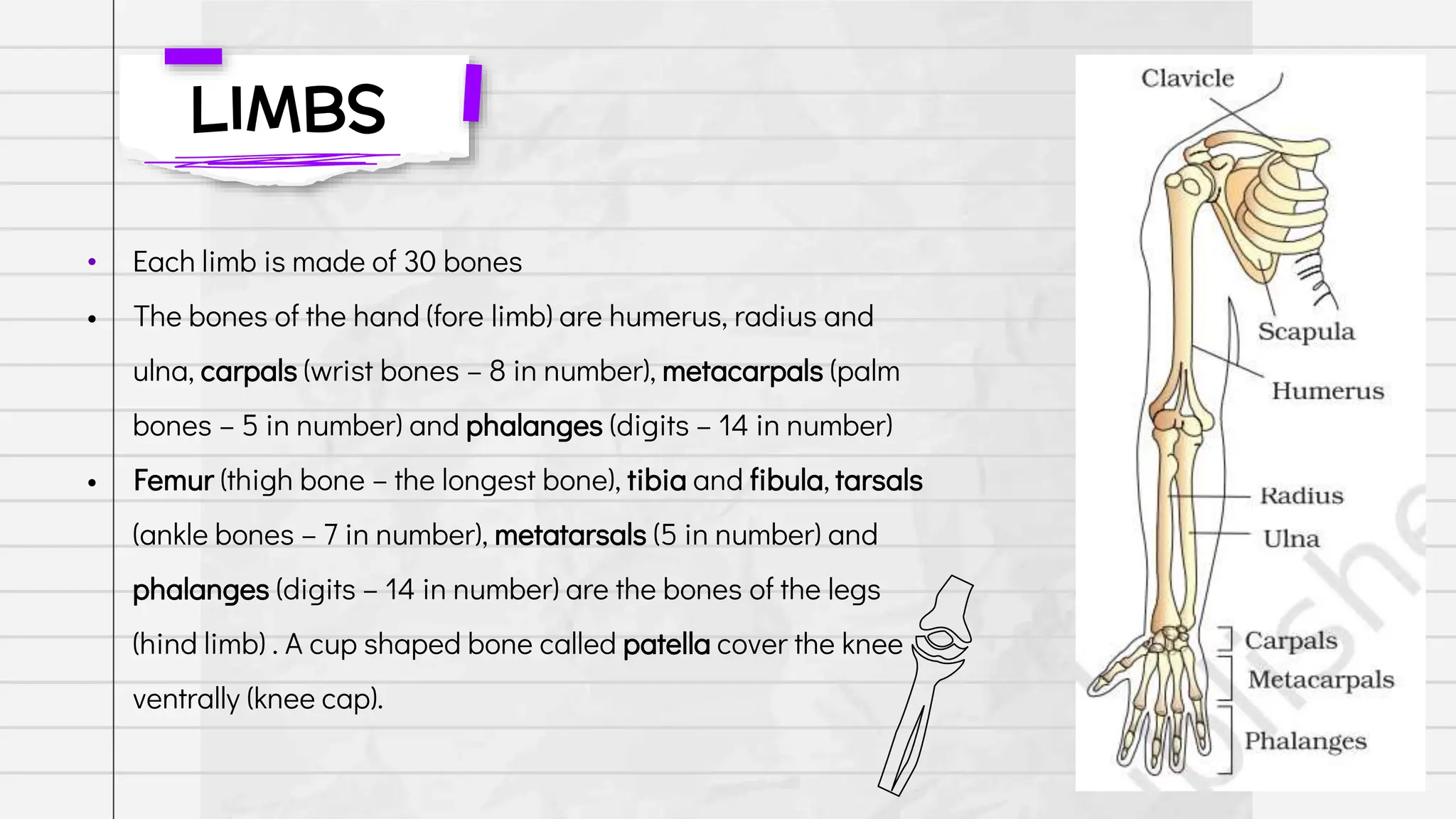 Anatomy Lesson_ Realistic Skeleton for Education by Slidesgo (2).pptx