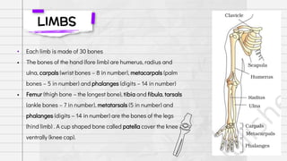 Anatomy Lesson_ Realistic Skeleton for Education by Slidesgo (2).pptx