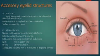 ocular Anatomy lid +conj+lacr2 dr.mohammed | PPTX