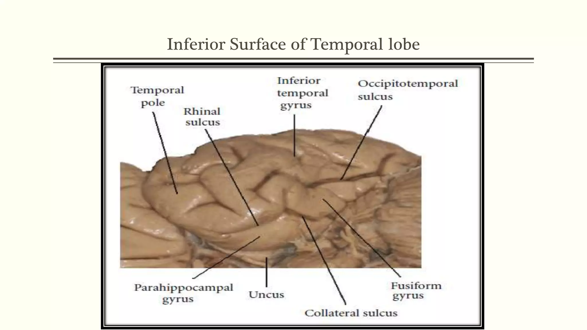 Anatomy & Function of Temporal lobe | PPTX