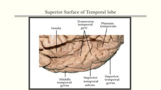 Anatomy & Function of Temporal lobe | PPTX