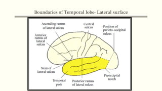 Anatomy & Function of Temporal lobe | PPTX