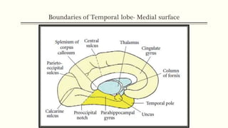 Anatomy & Function of Temporal lobe | PPTX