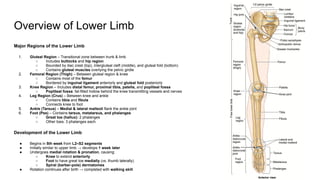 Anatomy Lower Limb-Bones.pdf for Moores anatomy | PDF