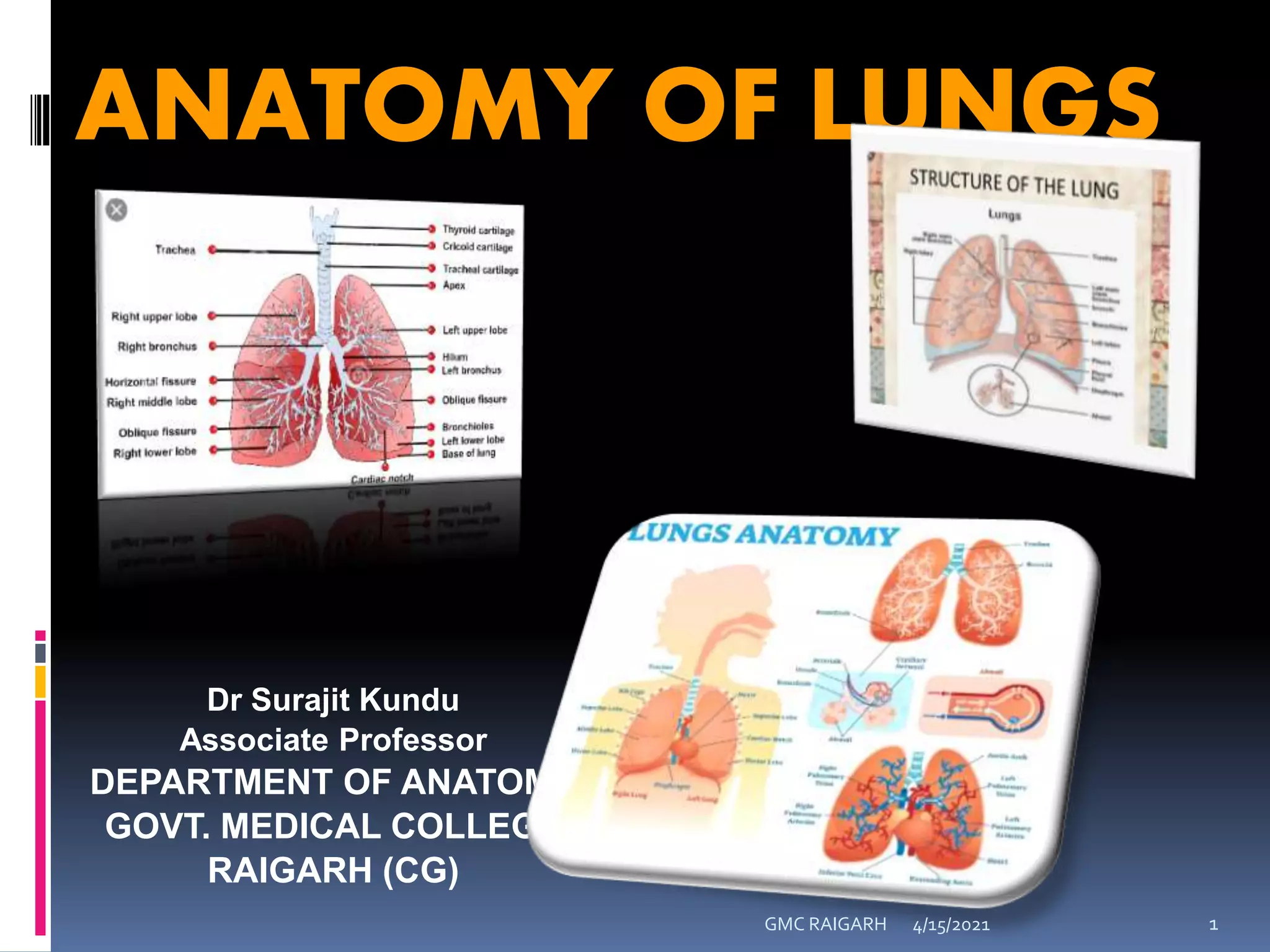 Anatomy lungs | PPTX