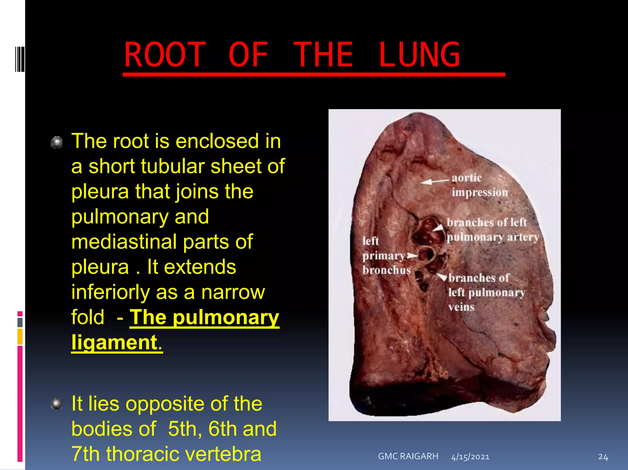 Anatomy lungs | PPTX