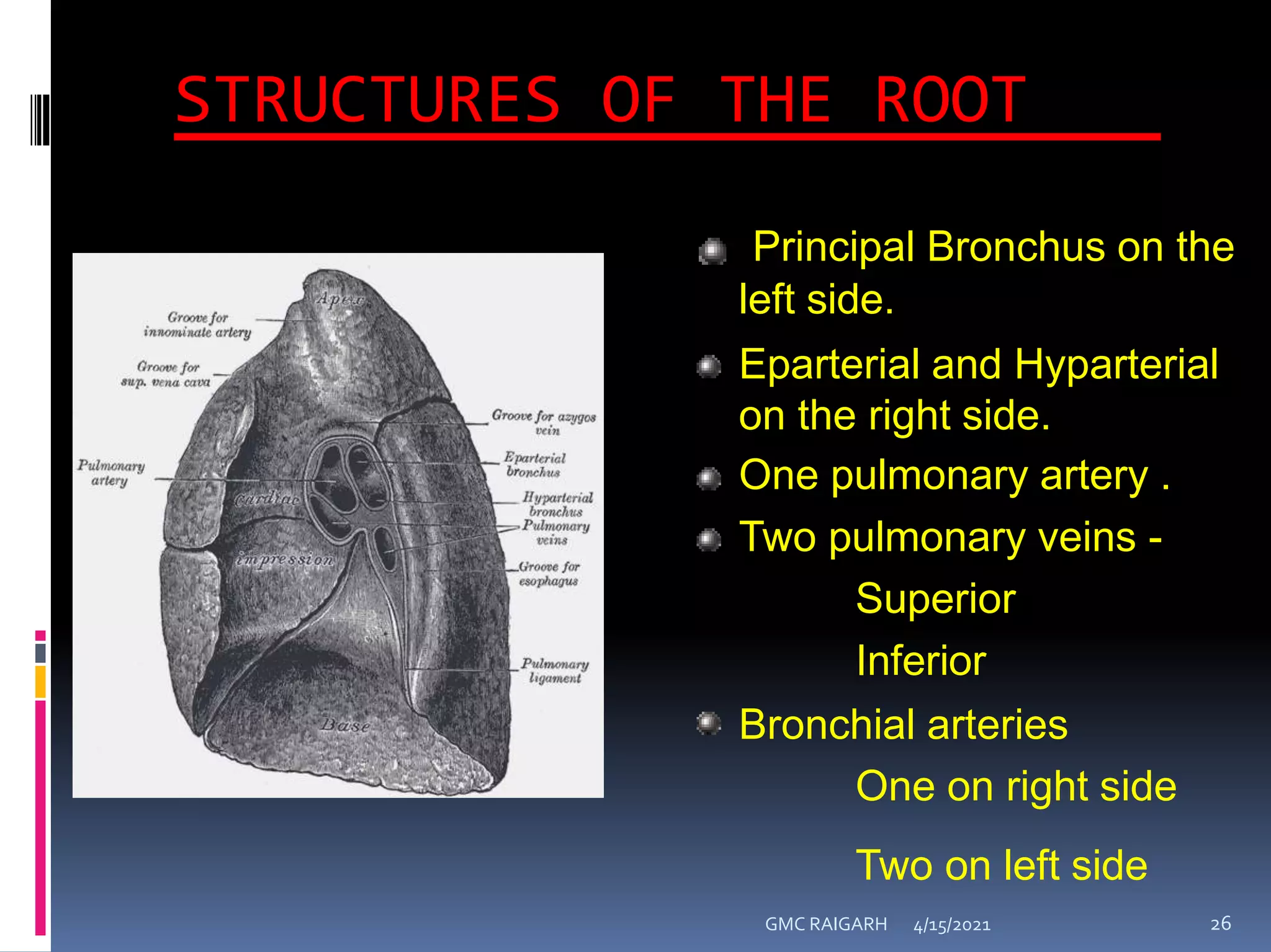 Anatomy lungs | PPTX