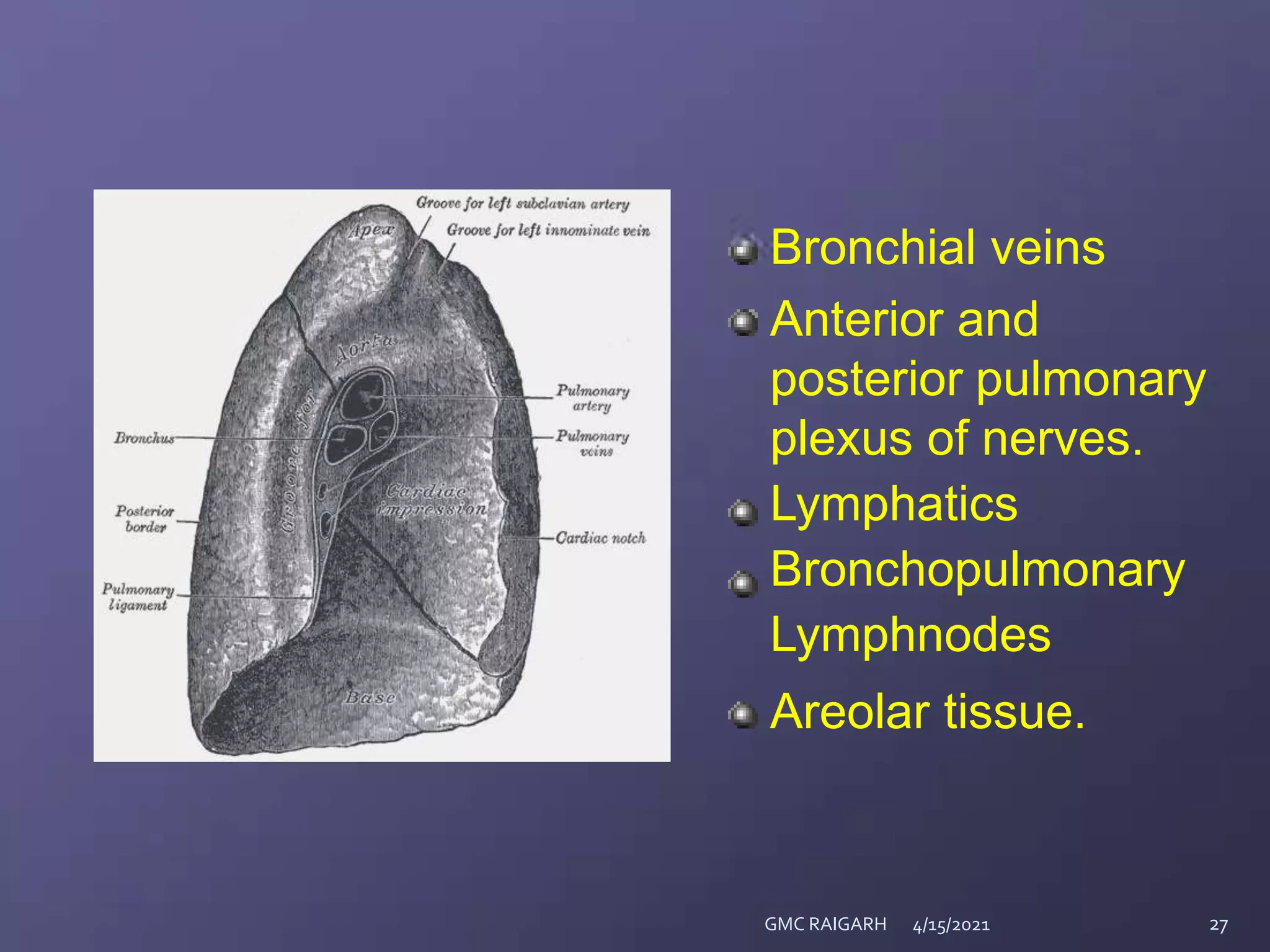 Anatomy lungs | PPTX