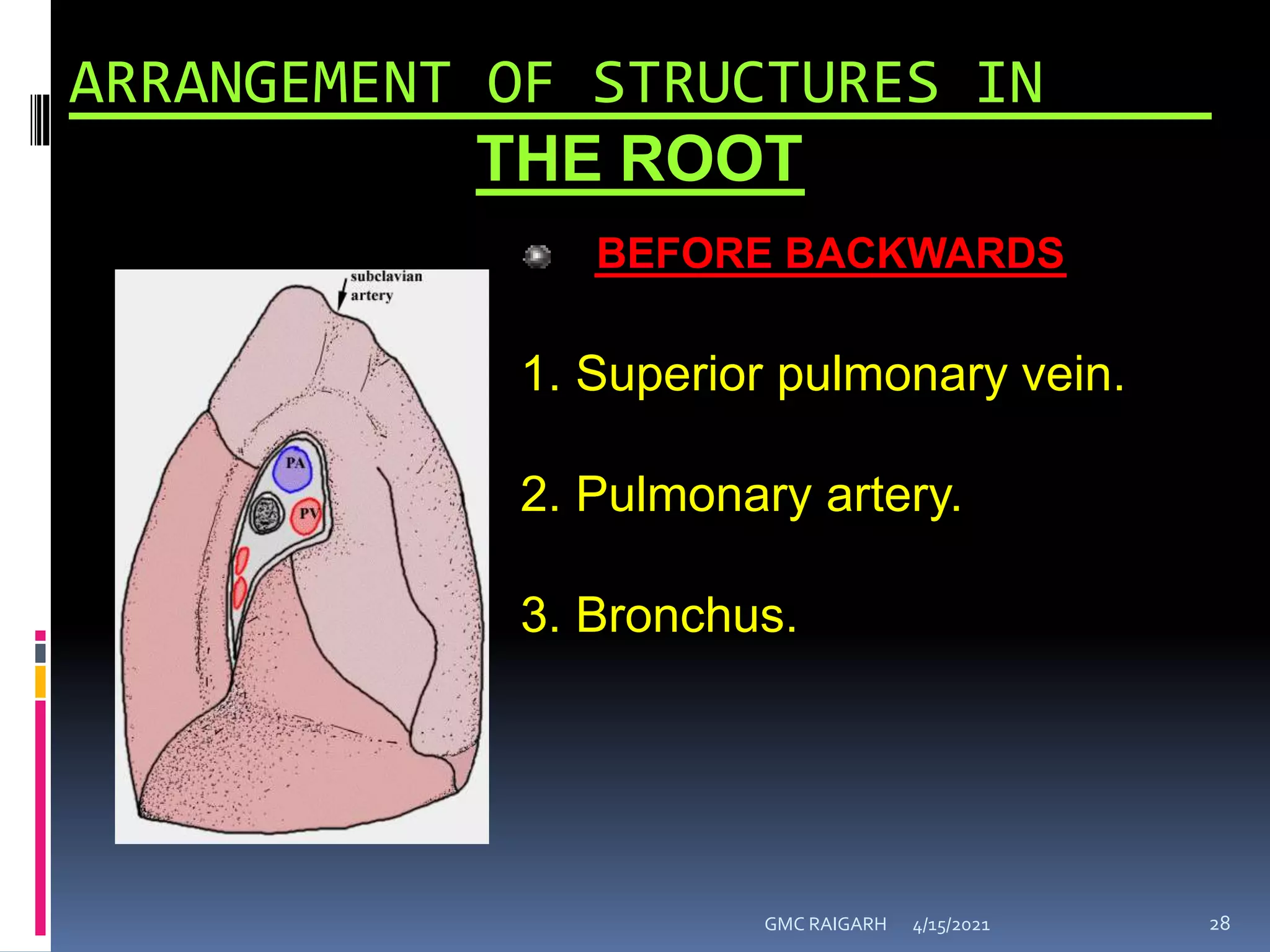 Anatomy lungs | PPTX
