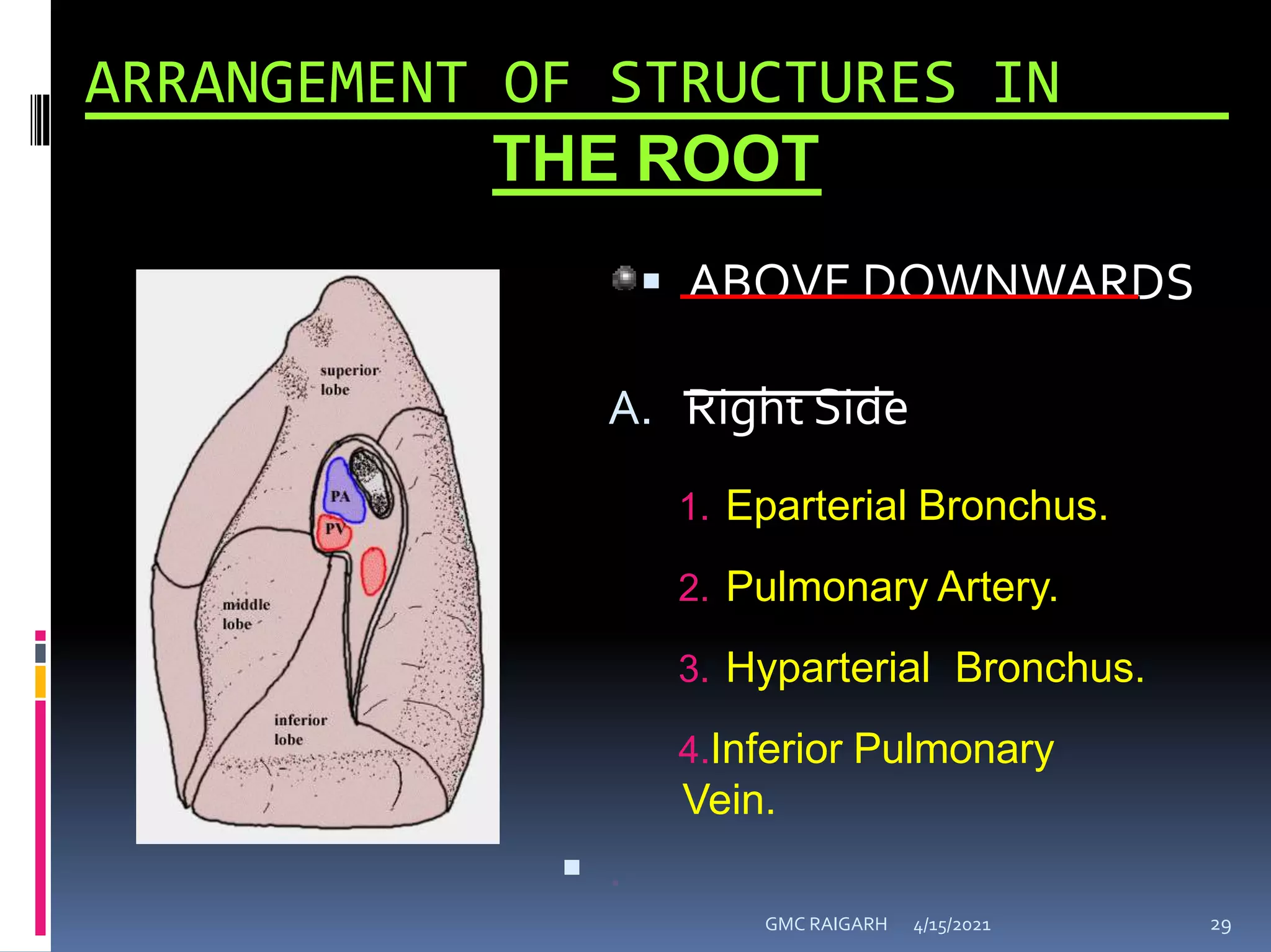 Anatomy lungs | PPTX