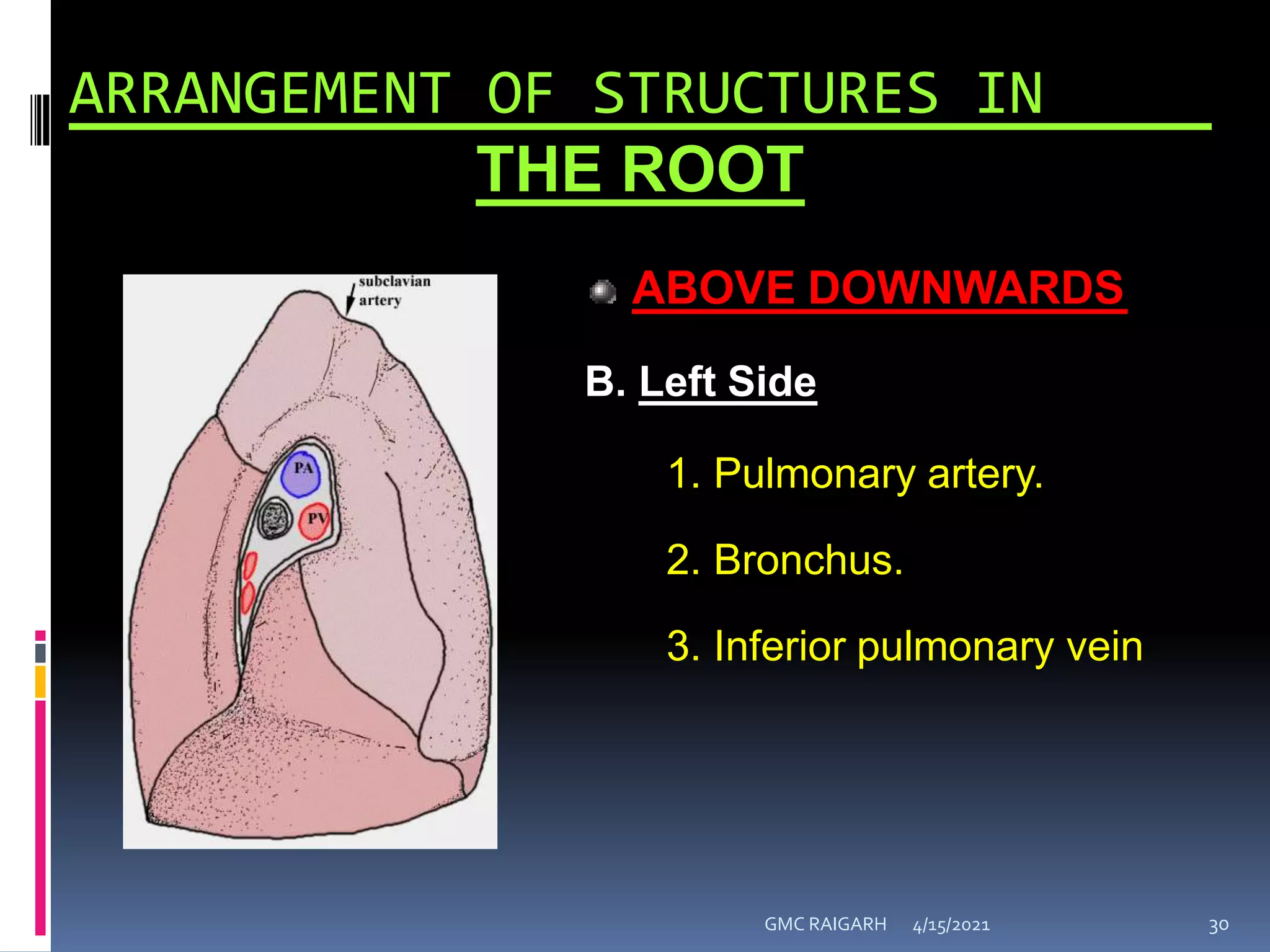 Anatomy lungs | PPTX
