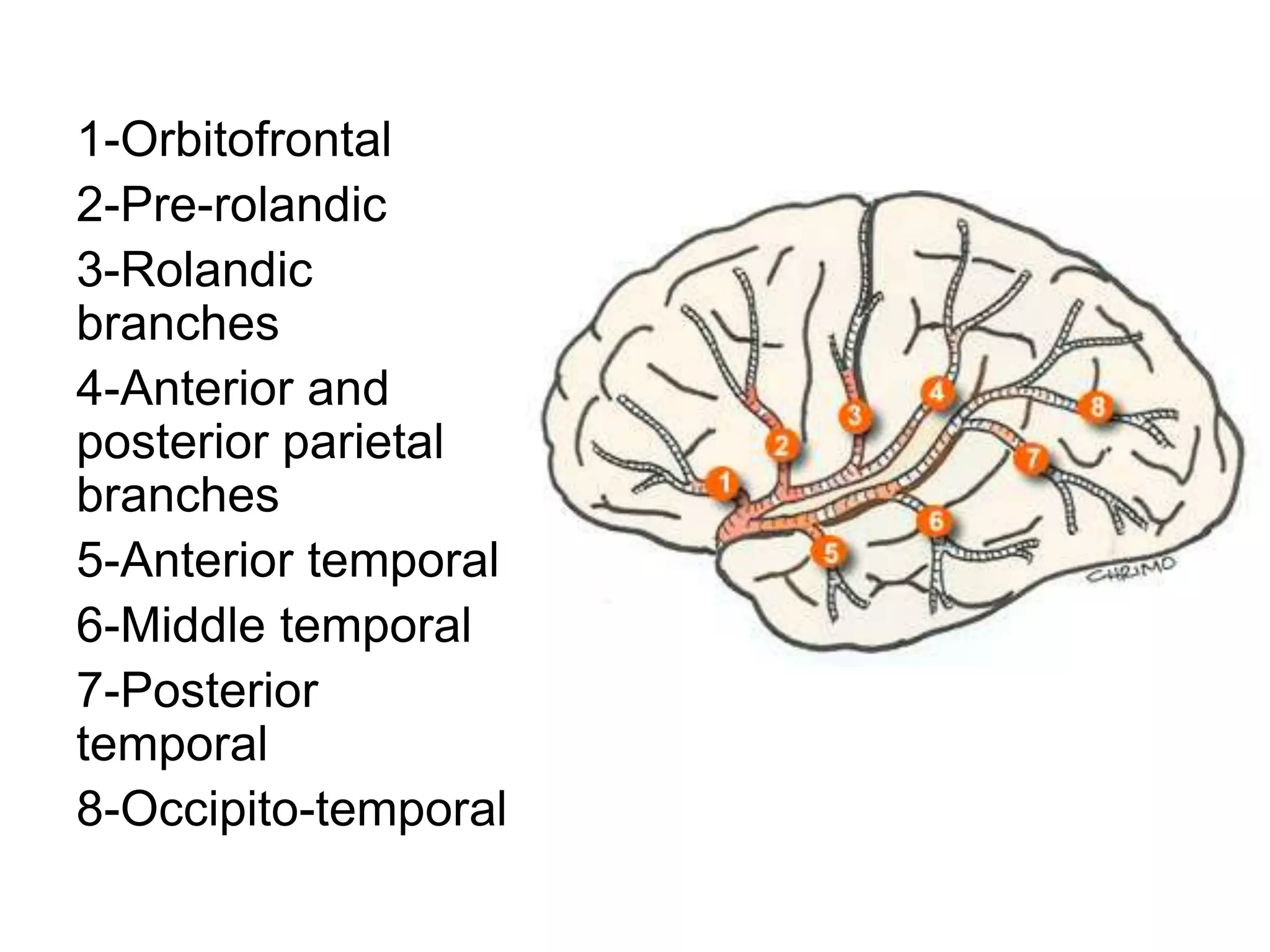 Anatomy of the middle cerebral artery (MCA) | PPT