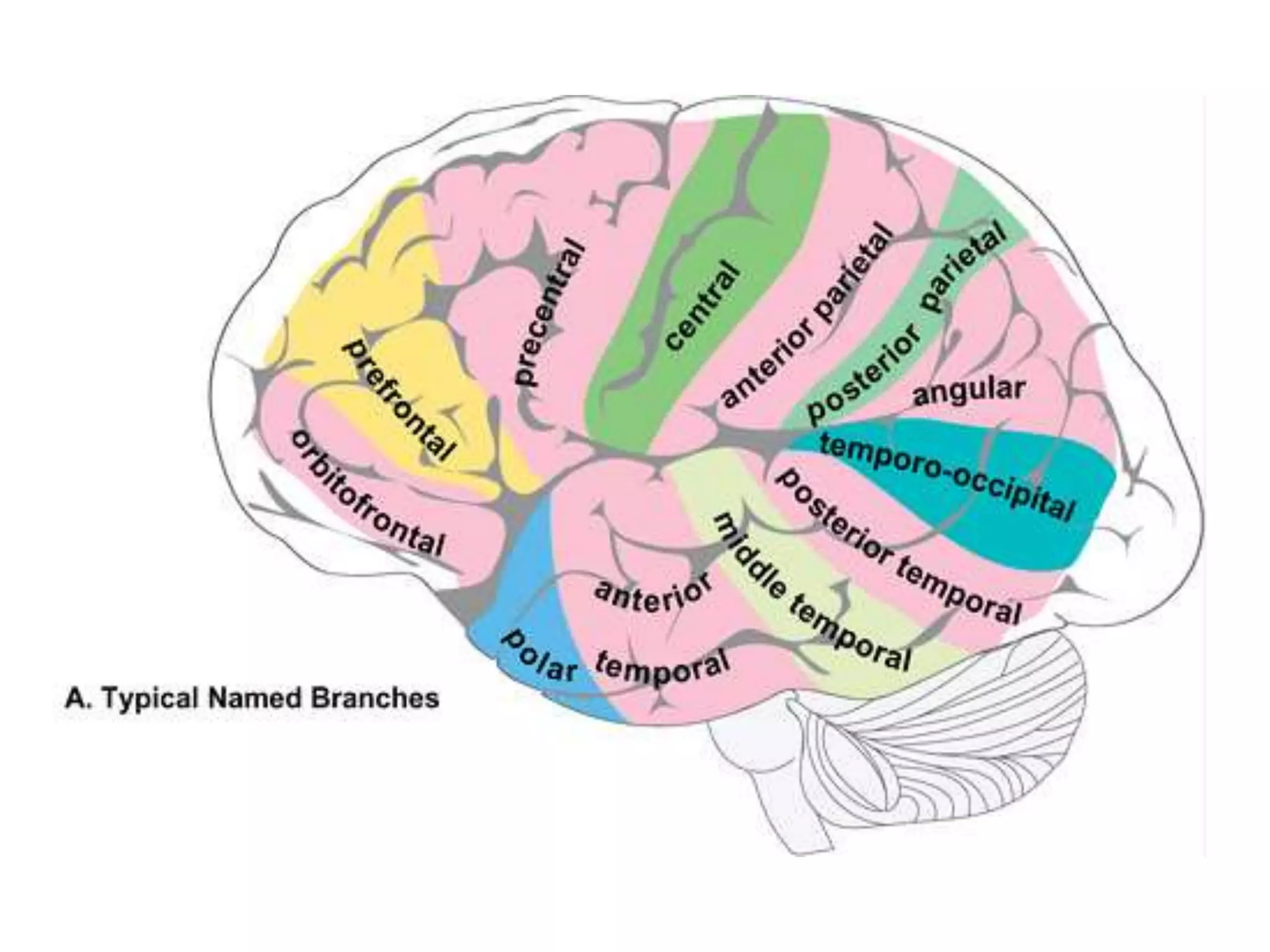 Anatomy of the middle cerebral artery (MCA) | PPT