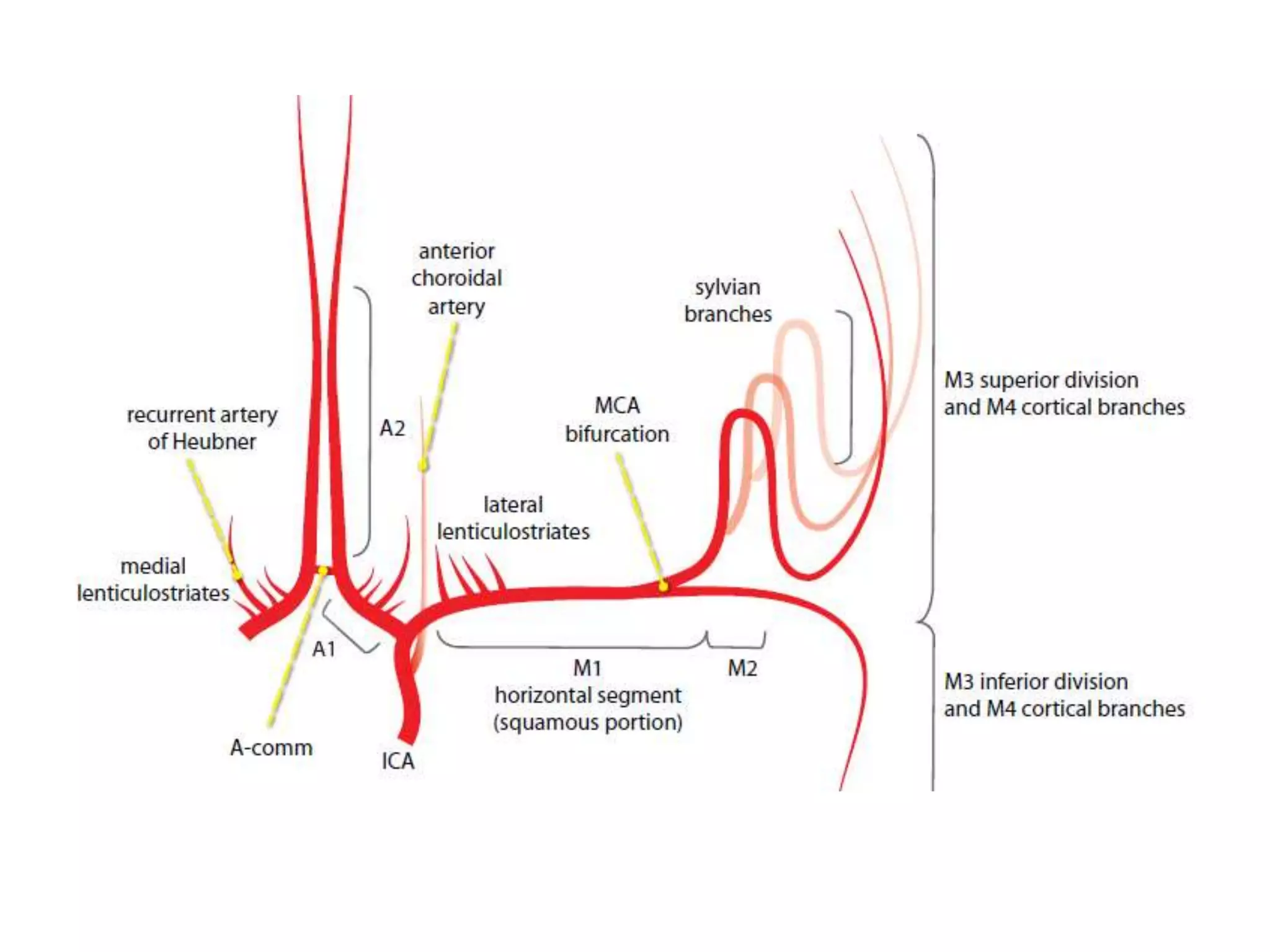 Anatomy of the middle cerebral artery (MCA) | PPT