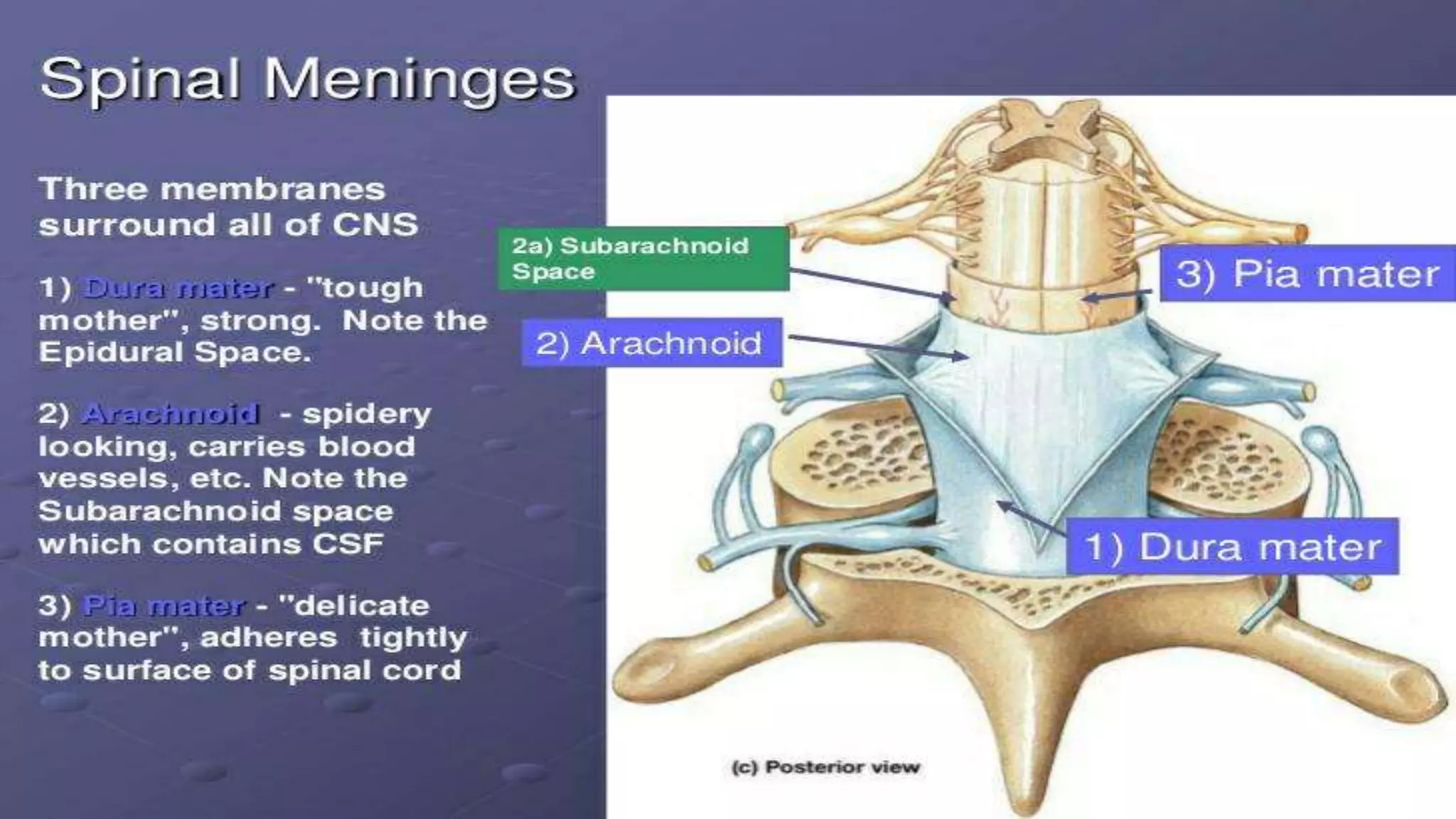 Anatomy (meninges of brain) | PPTX