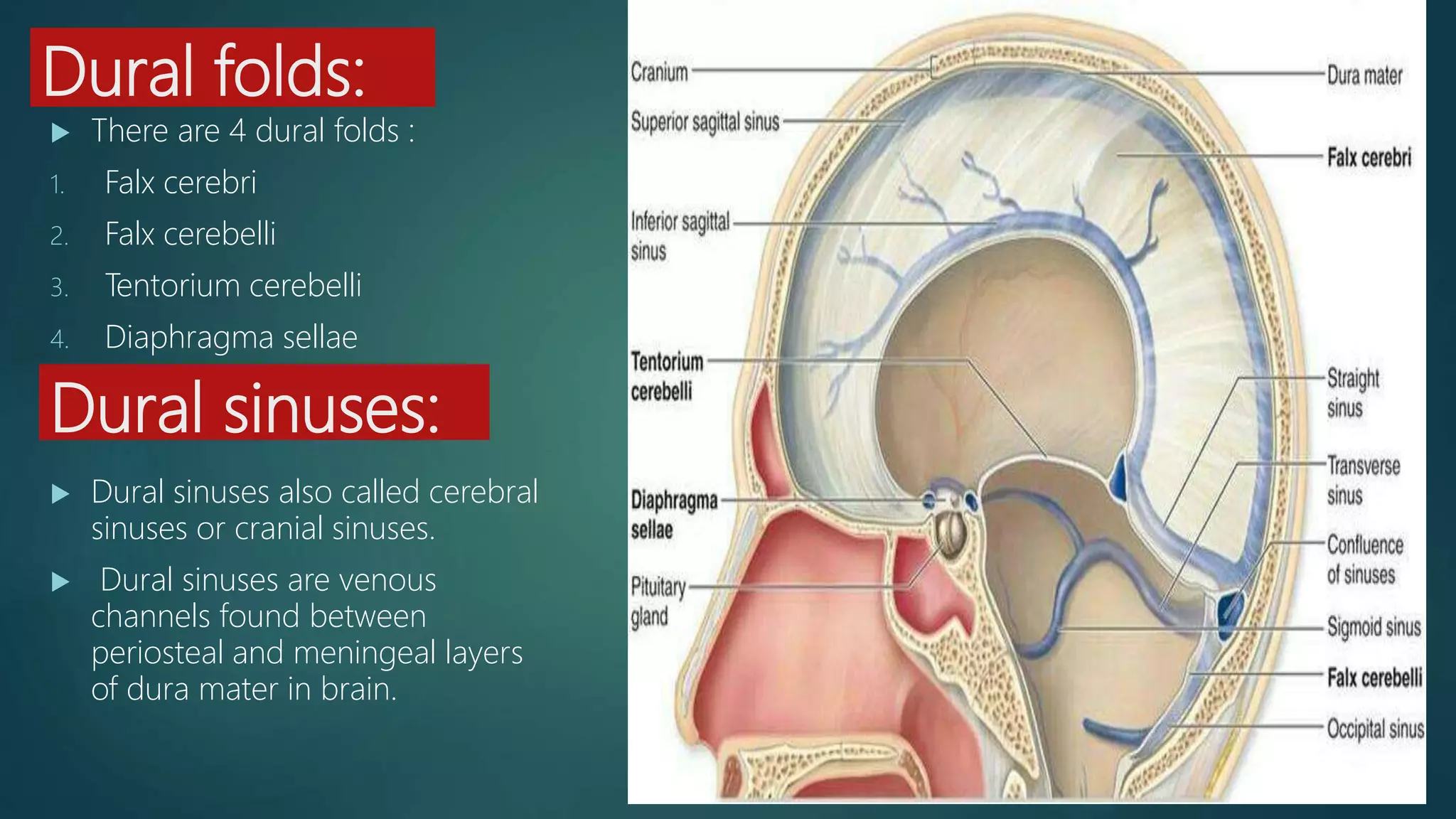 Anatomy (meninges of brain) | PPTX