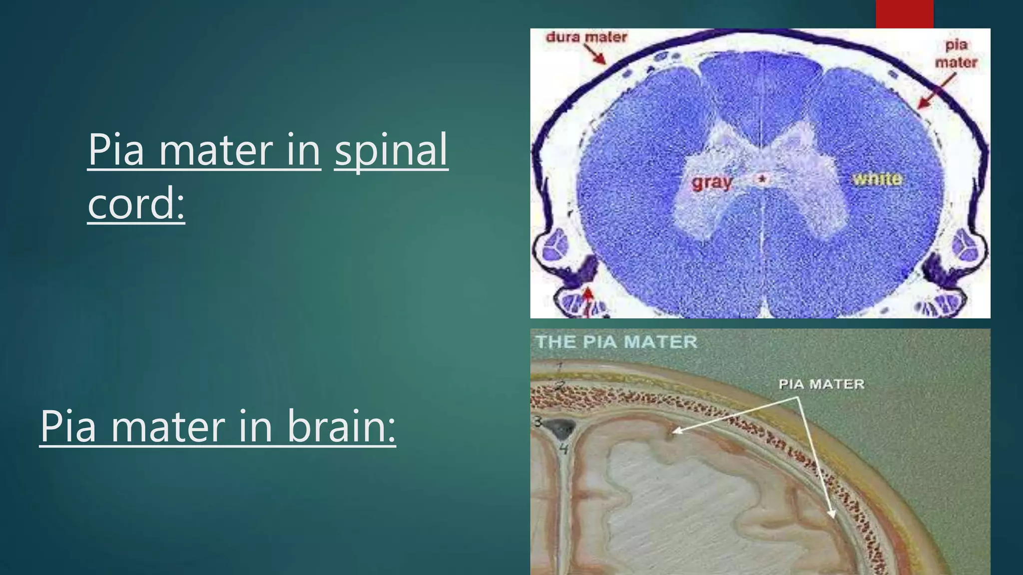 Anatomy (meninges of brain) | PPTX