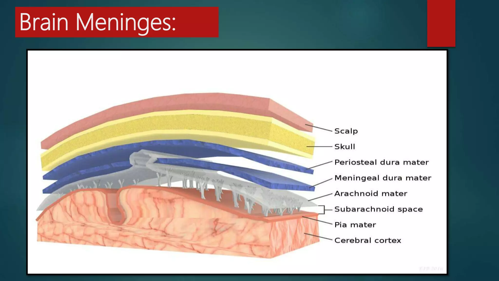 Anatomy (meninges of brain) | PPTX