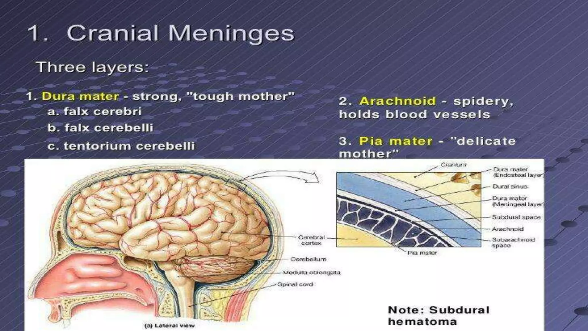 Anatomy (meninges of brain) | PPTX