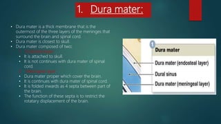 Anatomy (meninges of brain) | PPTX