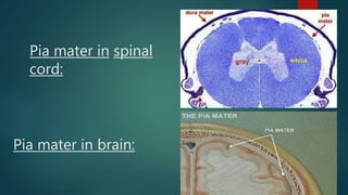 Anatomy (meninges of brain) | PPTX