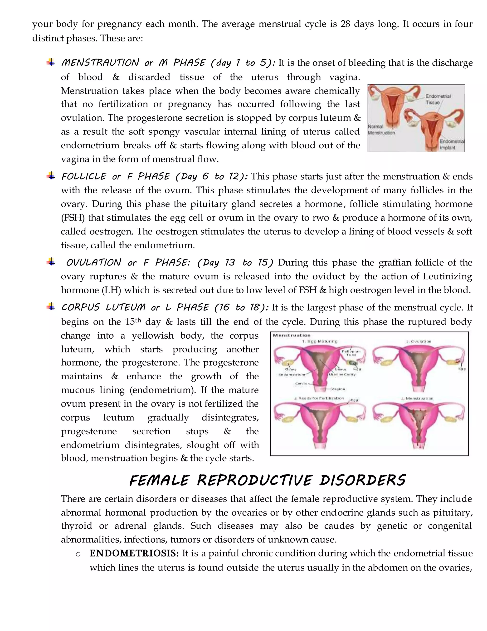 Female Reproductive System | DOCX