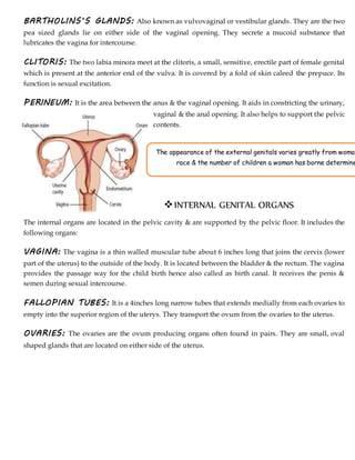 Female Reproductive System | DOCX