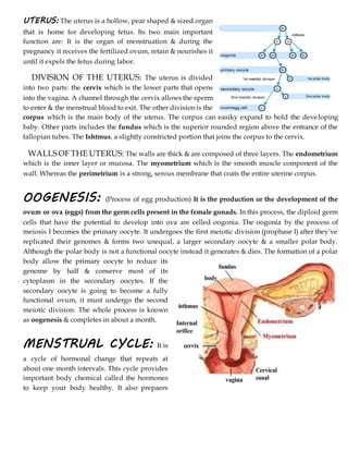 Female Reproductive System | PDF