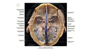 Anatomy Middle Cranial Fossa Kelvin.pptx