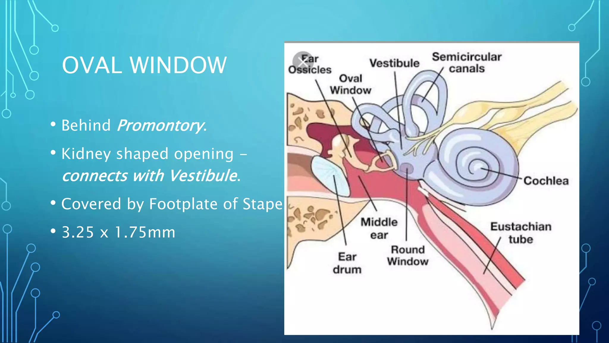 Anatomy Middle Ear (drsaneesh)-.pptx | Ear, Nose and Throat Conditions ...