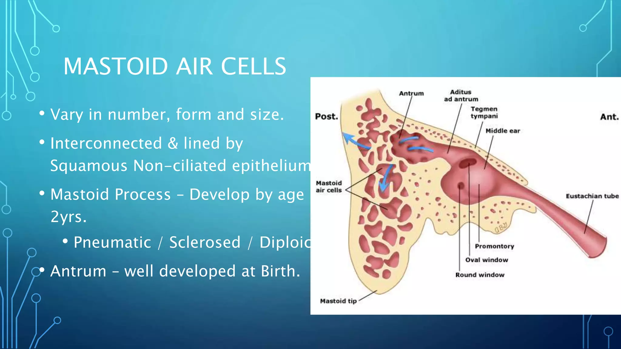 Anatomy Middle Ear (drsaneesh)-.pptx