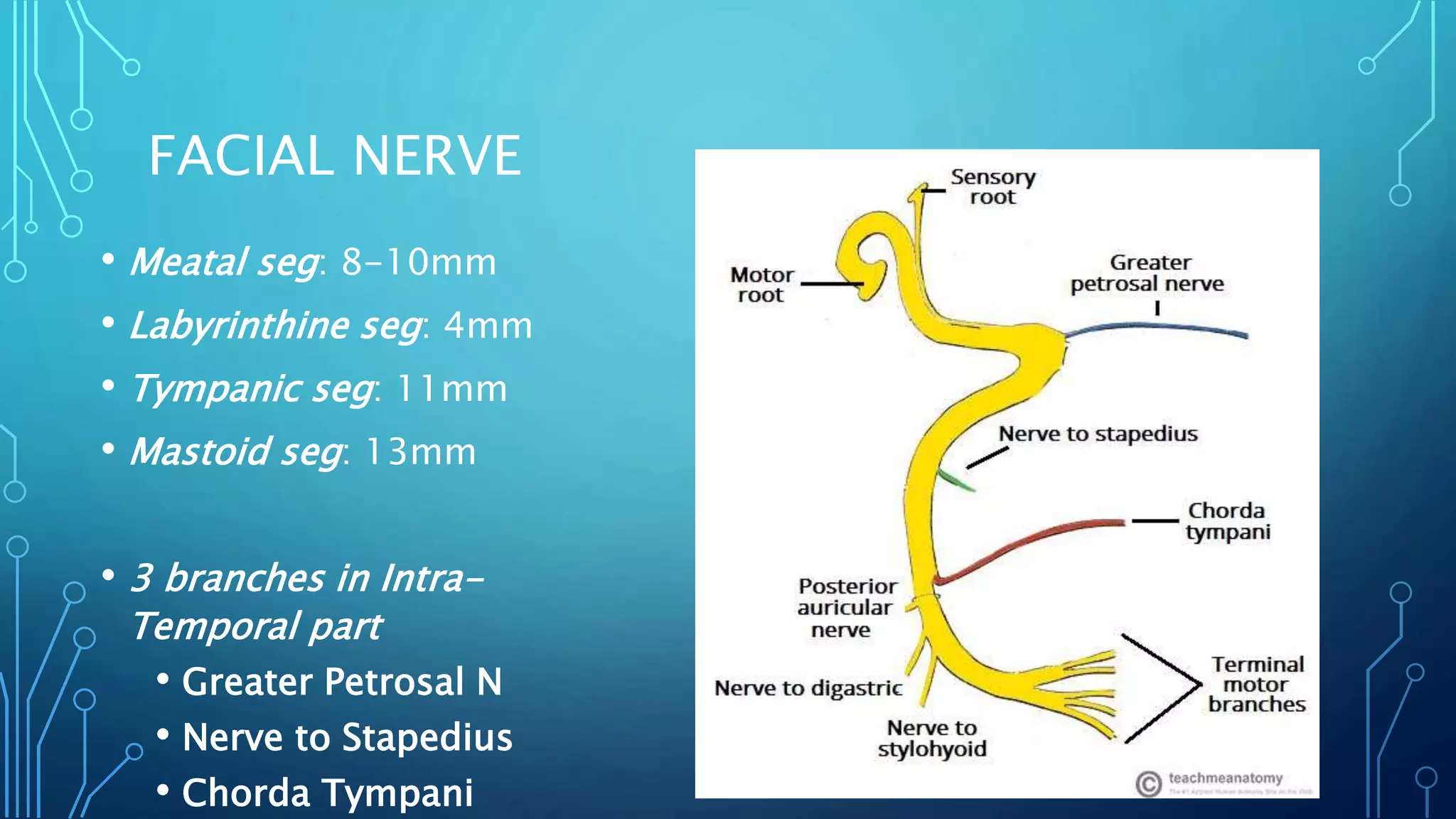 Anatomy Middle Ear (drsaneesh)-.pptx