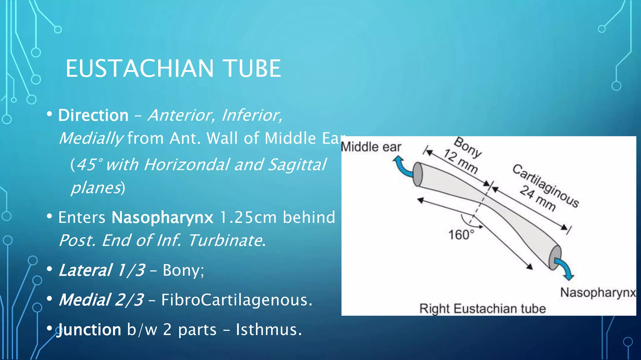 Anatomy Middle Ear (drsaneesh)-.pptx
