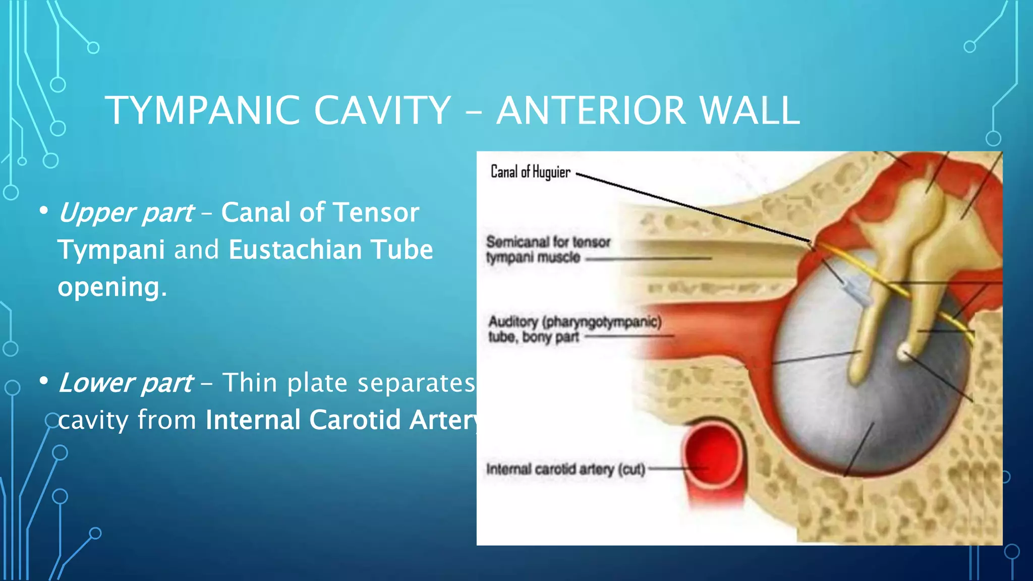 Anatomy Middle Ear (drsaneesh)-.pptx
