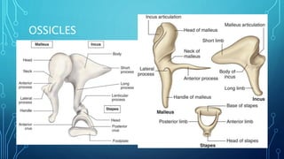 Anatomy Middle Ear (drsaneesh)-.pptx