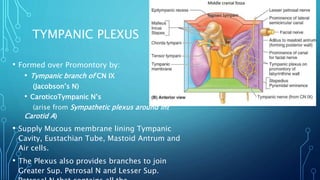 Anatomy Middle Ear (drsaneesh)-.pptx
