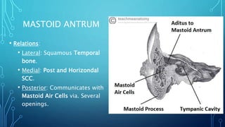Anatomy Middle Ear (drsaneesh)-.pptx