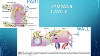 Anatomy Middle Ear (drsaneesh)-.pptx